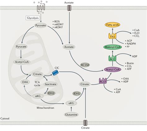 Overview Of Dnl A Series Of Coordinated Enzymatic Reactions Takes