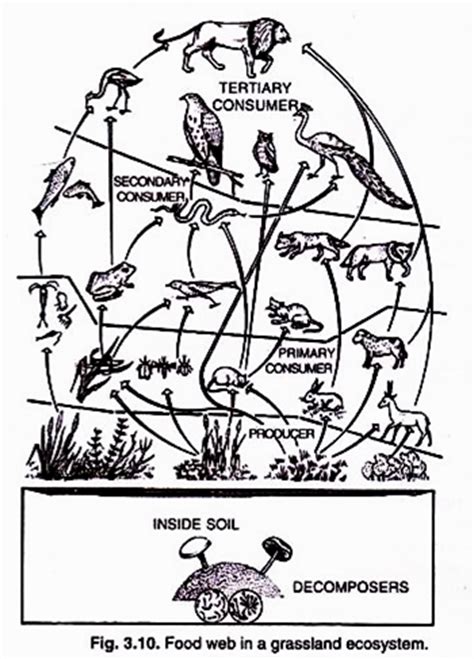 Ecosystem Drawing At GetDrawings Free Download