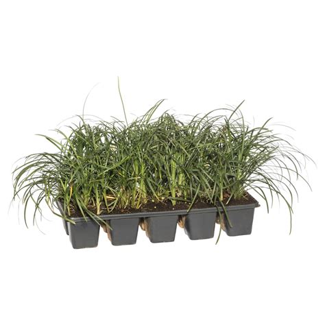 10 Pack Mondo Grass Tall Ophiopogon Japonicus Bunnings Warehouse