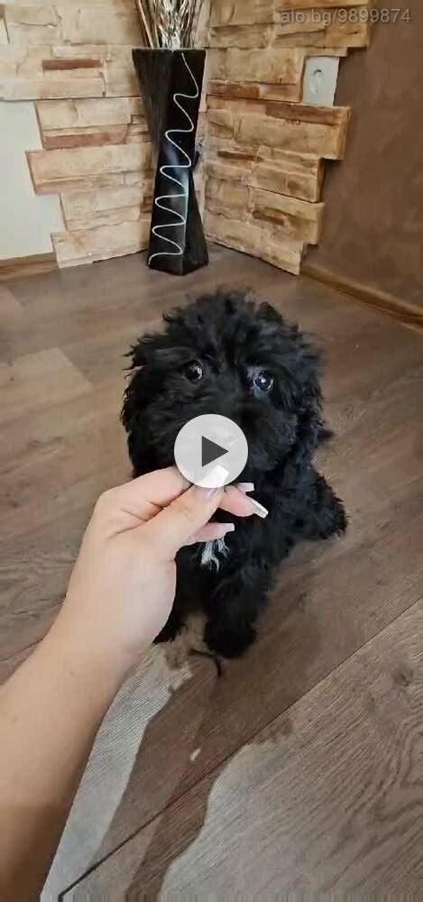 Мини пудел Пудел 4 месеца Женско Черно Чистокръвно Кучета продава Пловдив Чистрокръ