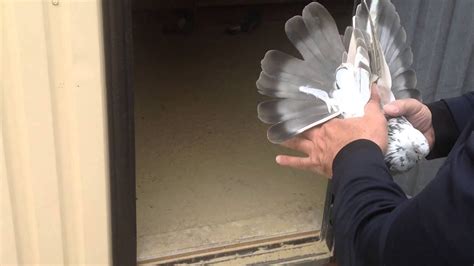 Торцовые Николаевские голуби Youtube