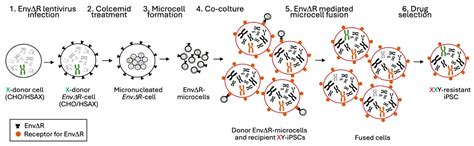Inversion Mutation Images