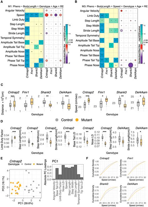 Stride Level Analysis Of Mouse Open Field Behavior Using Deep Learning Based Pose Estimation Pmc