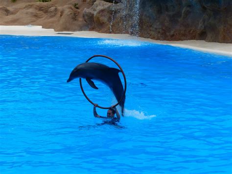 唯美水族馆里的海豚图片大全 配图网
