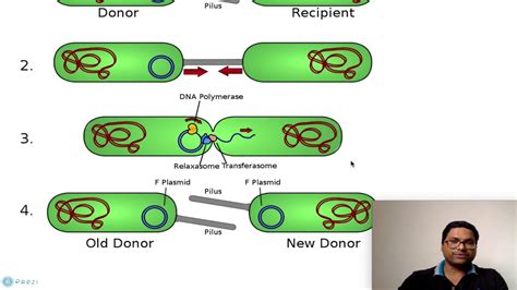 Prokaryotic Cell Plasmids Youtube