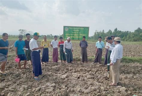 တမူးခရိုင်၊ မြို့သစ်မြို့၊ မင်းသာစံပြကျေးရွာ၌ သစ်စိမ်းမြေသြဇာ ပိုက်ဆံလျှော် ကြဲပက် စိုက်ပျိုးပ