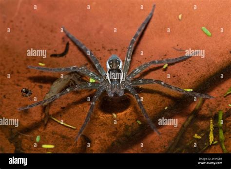 Close Up Of A Beautiful Radiatolineatus Fish Eating Spider Nilus