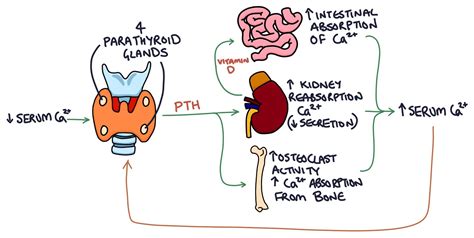 Hyperparathyroidism Zero To Finals