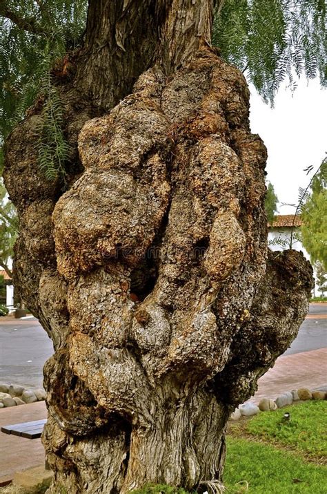 Fungus Growth On Tree Stock Photo Image Of Floragrowth