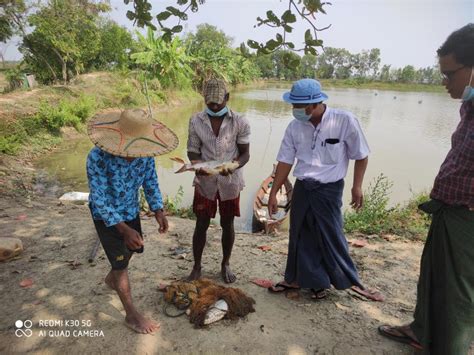 လပွတ္တာမြို့နယ်အတွင်းရှိ ငါးမွေးမြူရေးကန်များ ကြည့်ရှုစစ်ဆေး