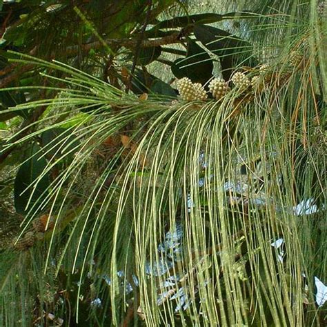 Buy Suru Tree Australian Pine 0 5 Kg Seeds Online From Nurserylive