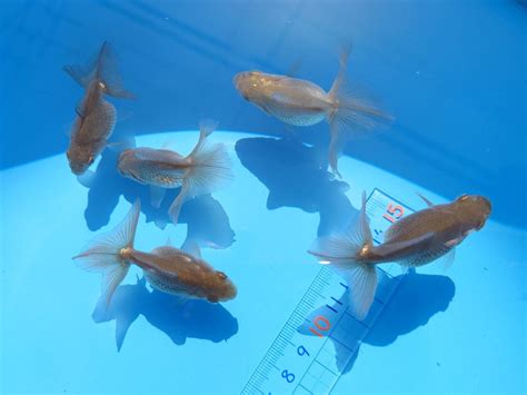 ぎんとと工房gintototofish 土佐錦202316土佐金黒子明け2歳5匹α動画有りらんちゅう｜売買された
