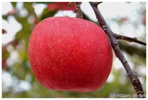 경북 의성사과 네이버 블로그