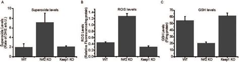 Increased Oxidative Stress In Nrf2 Deficient Cells Levels Of