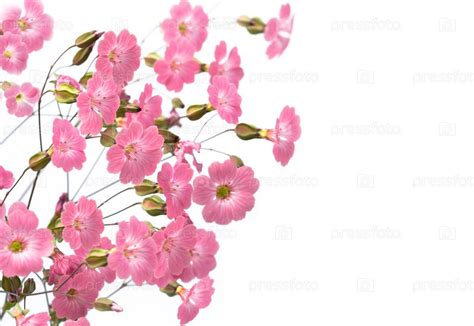 Фотография на тему Розовые цветы на белом фоне Pressfoto