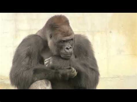 How Big Is The Largest Gorilla On Record