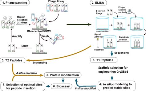 Protein Engineering Vectors At James Julissa Blog
