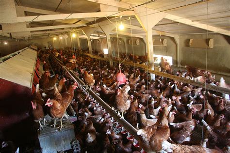 Introducing The Latest Online Edition Of Poultry World Poultry World