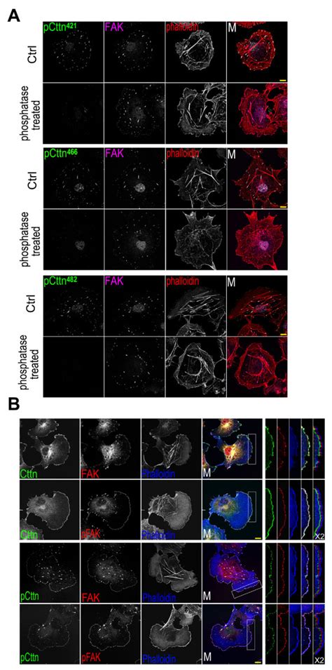 Colocalization Of Tyrosine Phosphorylated Cortactin And Fak At Focal Download Scientific