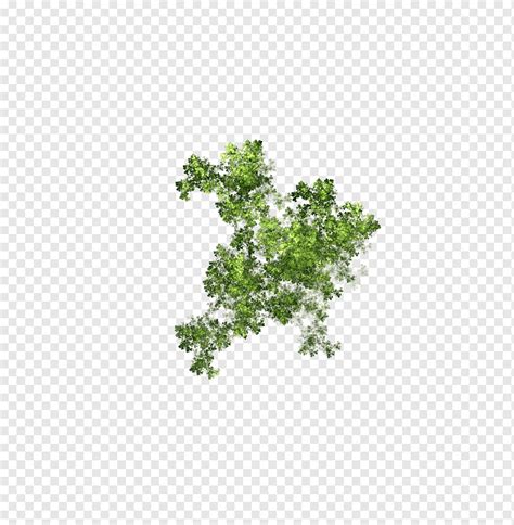 Tree Herb Plant Leaf Branching Aqua Leaf Branch Grass Png PNGWing