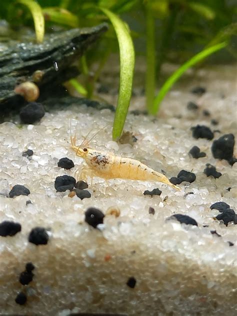 Having Problems Sexing My Shrimp Any Ideas Rshrimptank