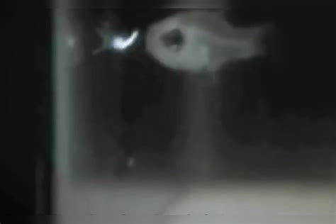 神奇“喷火鱼”，受到刺激能喷出3米长火焰，堪称保命神技火焰喷火