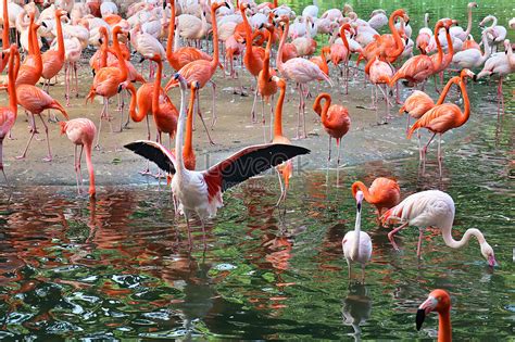 플라밍고 사진 무료 다운로드 Lovepik