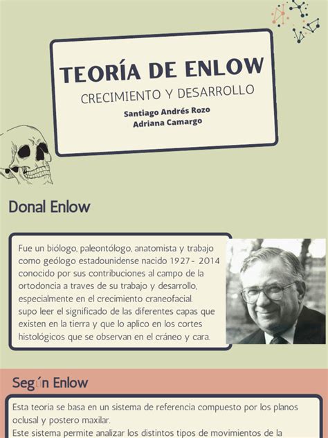 Teoría De Crecimiento Craneofacial Enlow Pdf Cráneo Hueso
