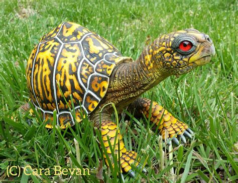 Earl The Eastern Box Turtle By Art Fromthe Heart On Deviantart