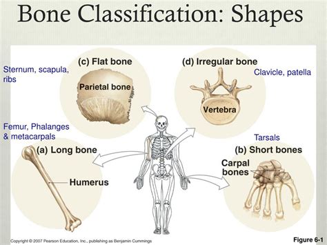 Ppt The Skeletal System Powerpoint Presentation Free Download Id