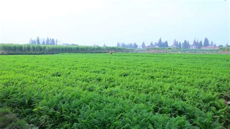 小小胡萝卜 助力乡村振兴梦 华容县政府网