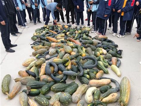 淮阳中学人中校区学生农场南瓜喜获丰收
