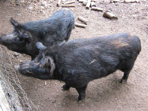 Auckland Island Pig Alchetron The Free Social Encyclopedia