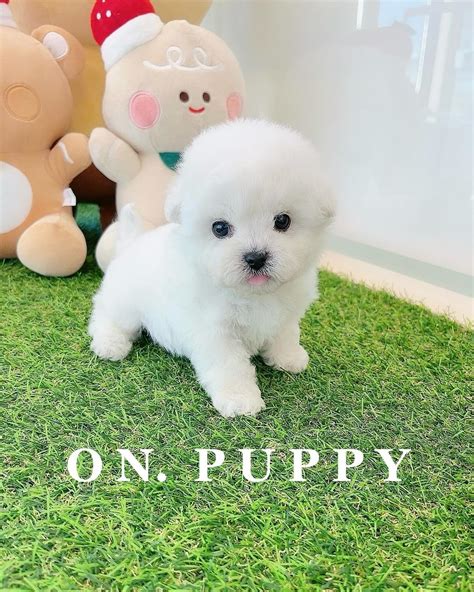 전주강아지분양•🎀온퍼피 프리미엄 전주본점🎀 미니비숑분양 토이푸들분양 말티푸분양 말티즈분양 포메분양 🌈미니 비숑프리제 ️분양가능 이렇게 예쁜 미니비숑은 보기 힘들어요😍