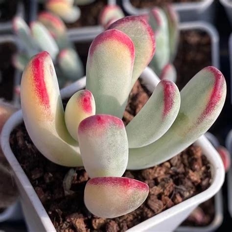 60mm Cotyledon Orbiculata Cv Long Leaf Variegated Single Rare And Li