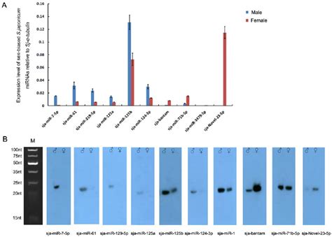 Validation Of Sex Biased MiRNAs By Quantitative RT PCR And Northern Download Scientific Diagram
