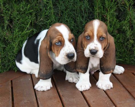 Basset Hound Breed Guide Learn About The Basset Hound