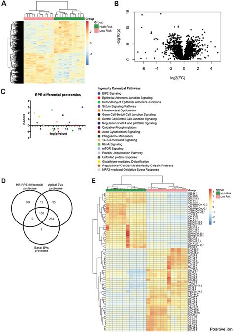 Proteomics And Lipidomics Of Low And High‐risk Rpe Cell Lines A