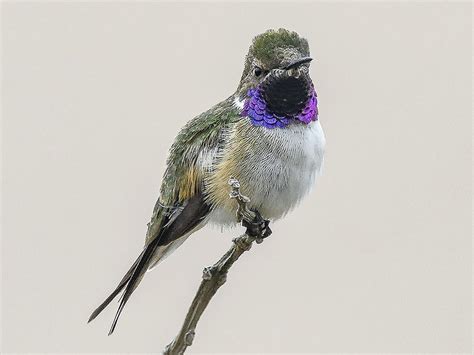 Picaflor De Arica Ebird