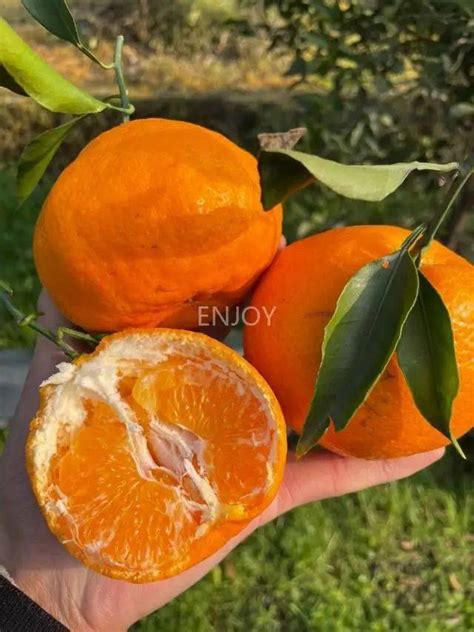 【四川春见耙耙柑 】29 9元到手5斤！ 果皮易剥、味甜果鲜嫩！现摘现发，果皮易剥 ，味甜！果肉鲜嫩饱满，甜润爽口，不用吐籽！ 区域 程序 品名