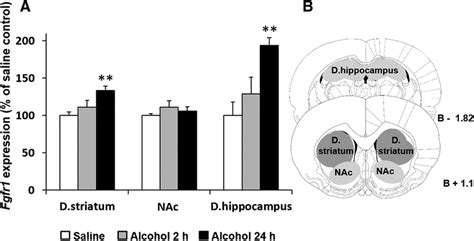 Repeated Alcohol Exposure Increases Fgfr1 Expression In The Dorsal Download Scientific Diagram