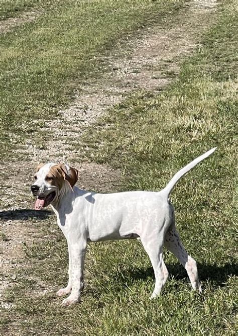 Elhew English Pointer