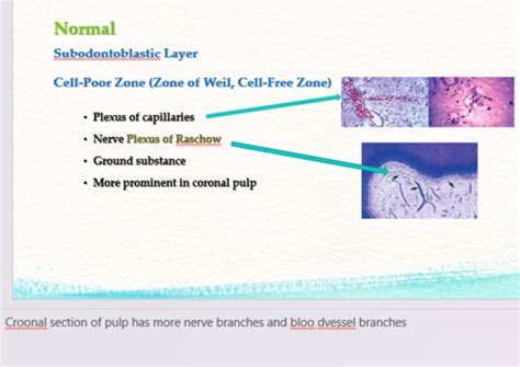 Pulp Complex Study Guide Key Terms In Dentistry Flashcards Quizlet