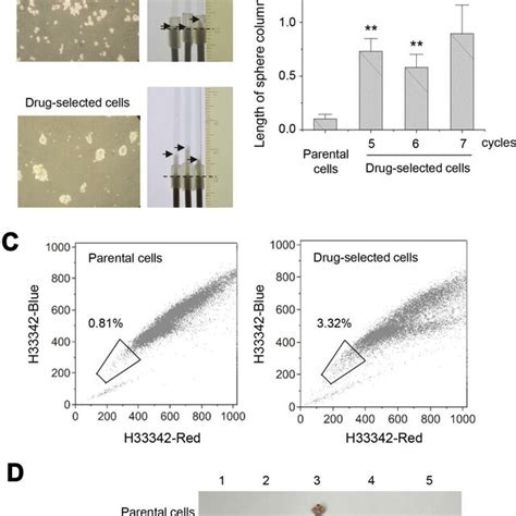 Selected Drug Resistant Cells From Melanoma A2058 Cells Showed Reduced