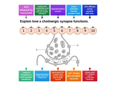 Cholinergic Synapse Function Diagrama Con Etiquetas