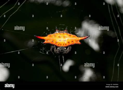 Crablike Spiny Orbweaver Spider Gasteracantha Cancriformis On Web