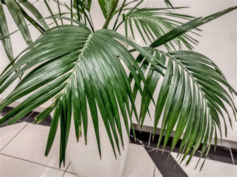 Kentia Palm Care The Ultimate Guide To Growing Howea Forsteriana