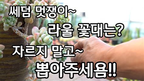 다육이 세덤 종류중 멋쟁이 라울 꽃대 정리하는법 Youtube