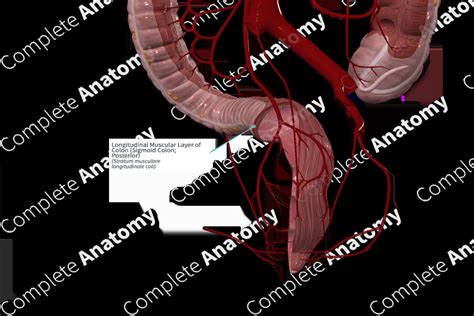 Longitudinal Muscular Layer Of Colon Sigmoid Colon Posterior Complete Anatomy