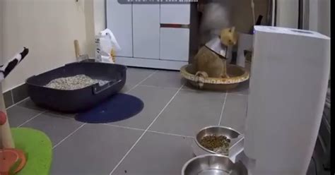 Almost Clean Rmxrplays